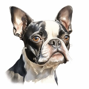 Boston Terrier Clipart, Boston Terrier Dog Images, 10 Watercolor Clip ...