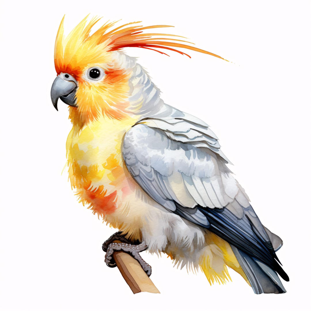 Cockatiel Clipart, Parrot Bird Images, 10 Watercolor Clip Art ...