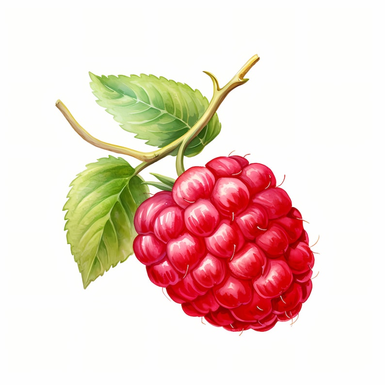 Raspberry Fruit Clipart, Raspberries Images, 10 Watercolor Clip Art ...