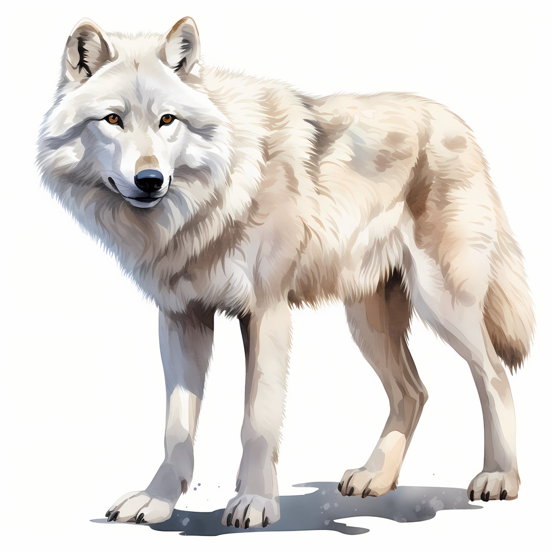 White Wolf Clipart, Polar Wolf Images, 10 Watercolor Clip Art ...