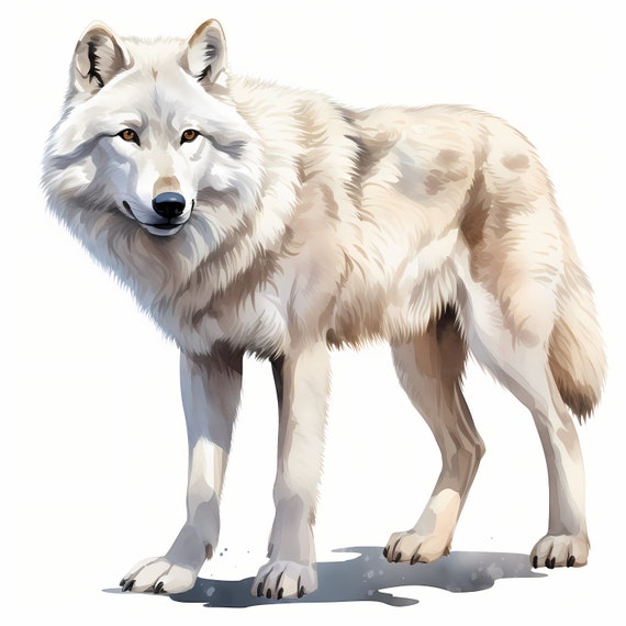 Witte Poolwolf Wallpaper
