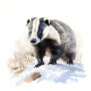 Snowy Badger Clipart, Winter Badgers Images, 10 Watercolor Clip Art, Printable Jpgs, Instant ...