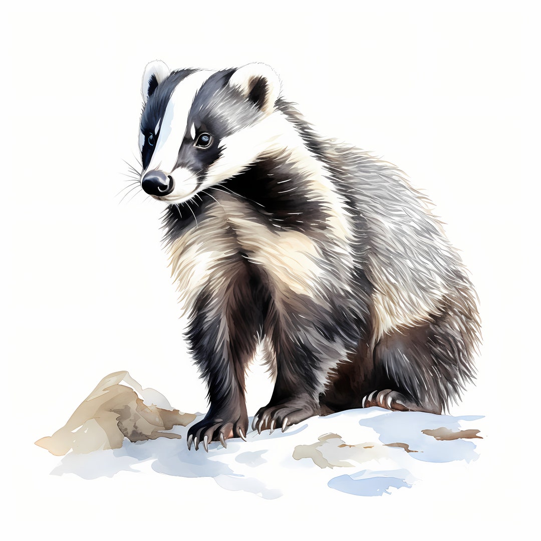 Snowy Badger Clipart, Winter Badgers Images, 10 Watercolor Clip Art, Printable Jpgs, Instant ...