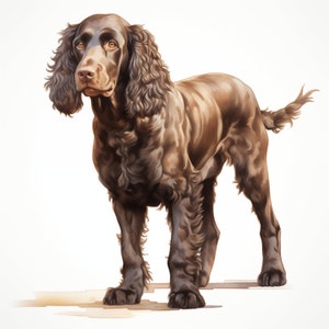 Irish Water Spaniel Clipart, Spaniel Dog Images, 10 Watercolor Clip Art ...