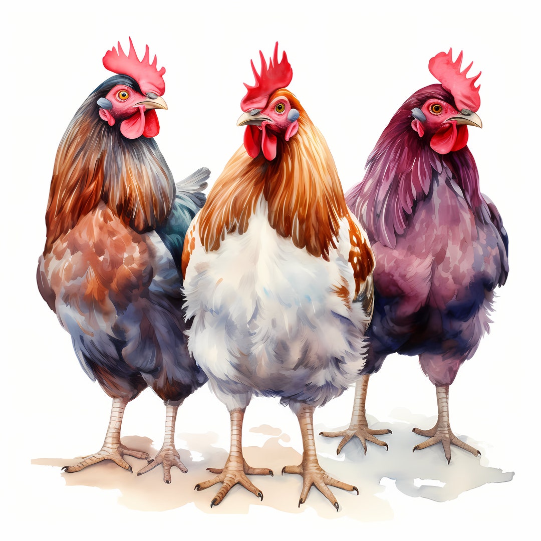 Watercolor French Hens Clipart: Farm Chicken Images (jpgs, Instant ...