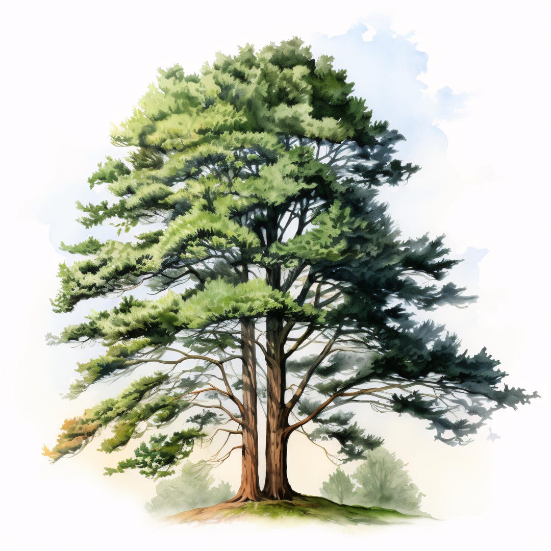 Pine Tree Clipart, Forest Evergreen Images, 10 Watercolor Clip Art ...