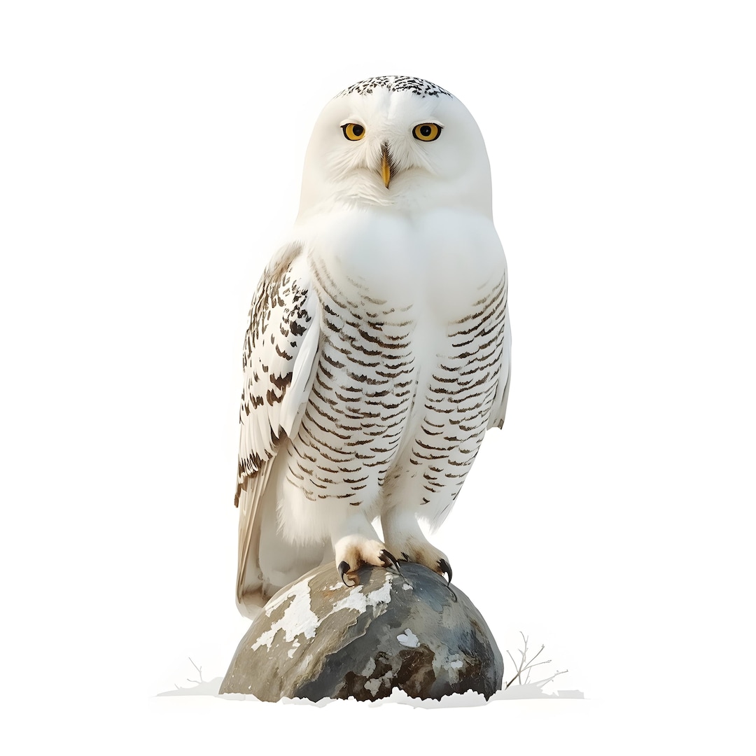 Snowy Owl Clipart, Winter Bird Images, 10 Watercolor Clip Art ...
