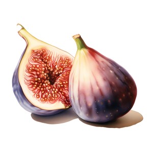 Fig Fruit Clipart, Fig Images, 10 Watercolor Clip Art, Printable Jpgs ...