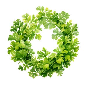 Cilantro Wreath Clipart, Wreath Cilantro Leaves Images, 10 Watercolor ...