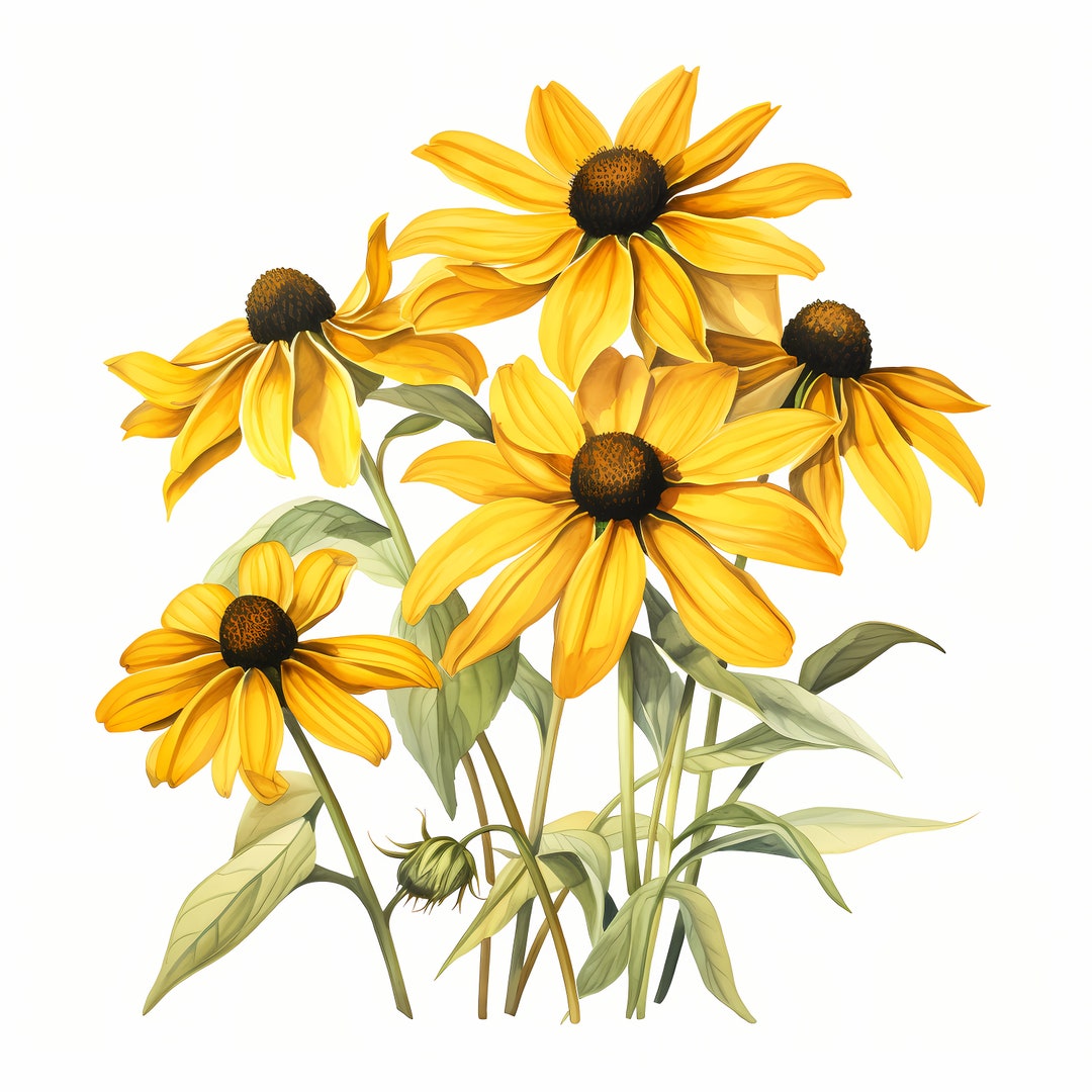 Watercolor Black Eyed Susan Clipart: Yellow Flower Jpgs (commercial Use ...