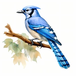 Blue Jay Bird Clipart, Bluejay Blue Jay Images, 10 Watercolor Clip Art ...