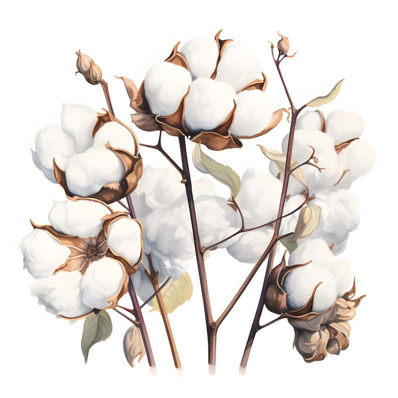 Watercolor Cotton Flower Clipart: Printable Cotton Bolls (jpgs ...