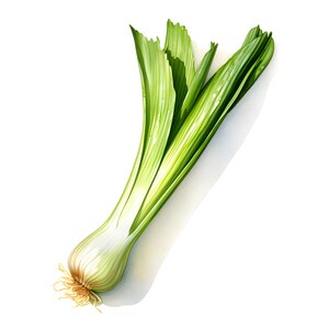 Leek Clipart, Garden Leek Images, 10 Watercolor Clip Art, Printable ...