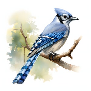 Blue Jay Clipart, Bluejay Bird Images, 10 Watercolor Clip Art ...