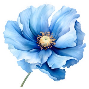 Watercolor Blue Poppy Clipart: Floral JPG Images (commercial Use) - Etsy