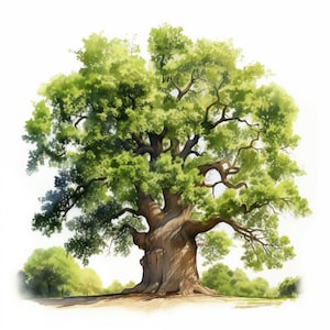 Oak Clipart, Oak Tree Images, 10 Watercolor Clip Art, Printable Jpgs ...