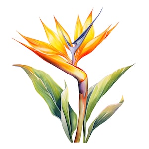 Strelitzia Clipart, Strelitzia Flower Images, 10 Watercolor Clip Art ...