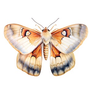 Watercolor Moth Clipart: Moon Moth Images (printable Jpgs) - Etsy