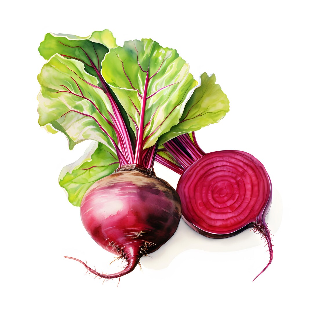 Beet Clipart, Beetroot Images, 10 Watercolor Clip Art, Printable Jpgs ...
