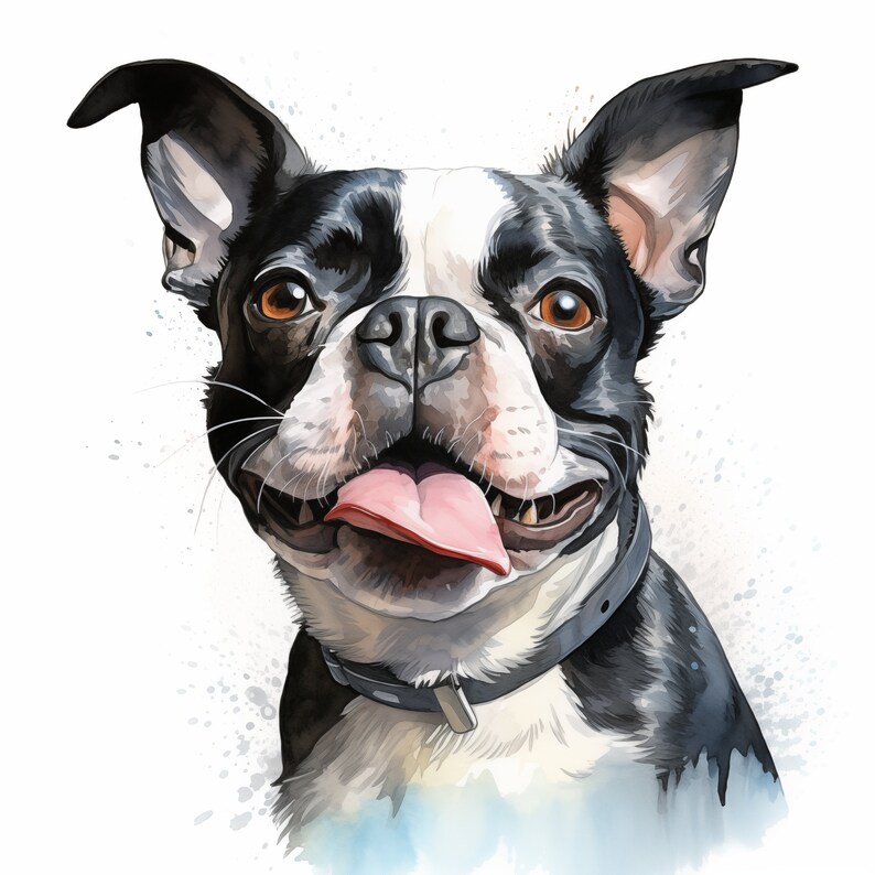 Boston Terrier Clipart, Boston Terrier Dog Images, 10 Watercolor Clip ...