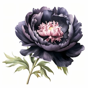 Black Peony Watercolor Clipart: Floral JPG Images (instant Download) - Etsy