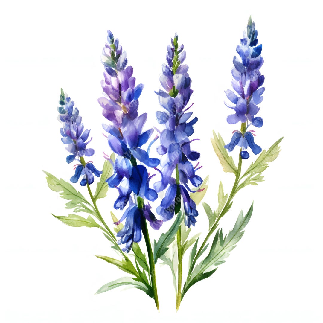 Veronica Flowers Clipart, Purple Flowers Images, 10 Watercolor Clip Art ...