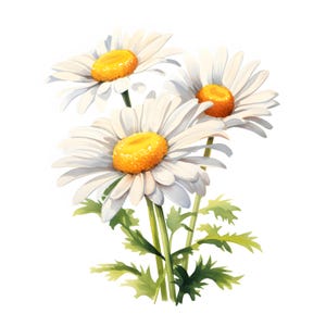 Watercolor Daisy Clipart: Spring Wildflower Images (jpgs, Commercial ...