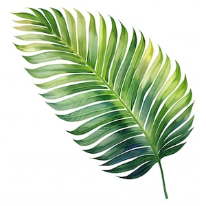 Palm Beach Leaf Clipart, Tropical Leaf Images, 10 Watercolor Clip Art ...