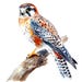American Kestrel Clipart, Kestrel on Branch Images, 10 Watercolor Clip ...
