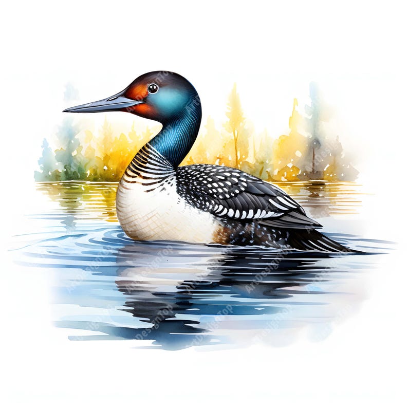Loon Watercolor Clipart: 10 Printable Bird Images (JPG, Commercial Use ...