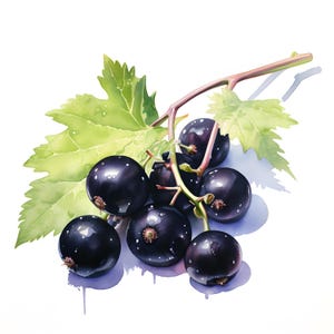 Blackcurrant Clipart, Black Currant Images, 10 Watercolor Clip Art ...