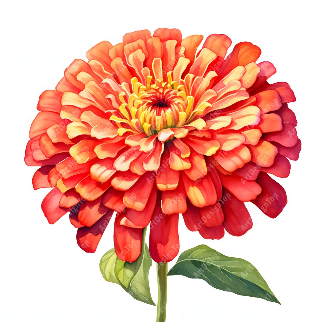 Watercolor Zinnia Flowers Clipart: Printable Bouquet Images (jpgs ...