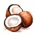 Watercolor Coconut Clipart: Tropical Fruit JPG Images (digital Download ...