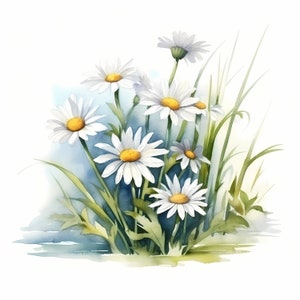 Watercolor Daisy Clipart: Floral JPG Images (commercial Use) - Etsy