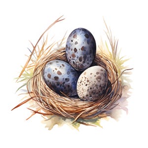 Bird Eggs Clipart, Bird Nest With Eggs Images, 10 Watercolor Clip Art ...
