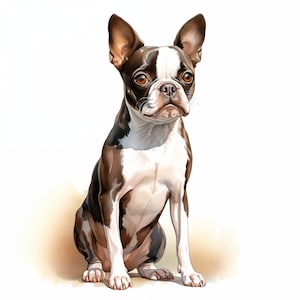 Boston Terrier Clipart, Boston Terrier Dog Images, 10 Watercolor Clip ...