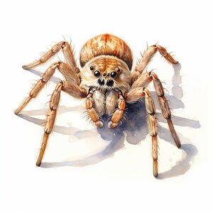 Spider Clipart, Arachnid Bugs Images, 10 Watercolor Clip Art, Printable ...