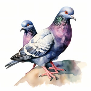Pigeons Clipart, Doves, Street Birds Images, 10 Watercolor Clip Art ...