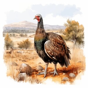 Wild Turkey Clipart, Thanksgiving Images, 10 Watercolor Clip Art ...
