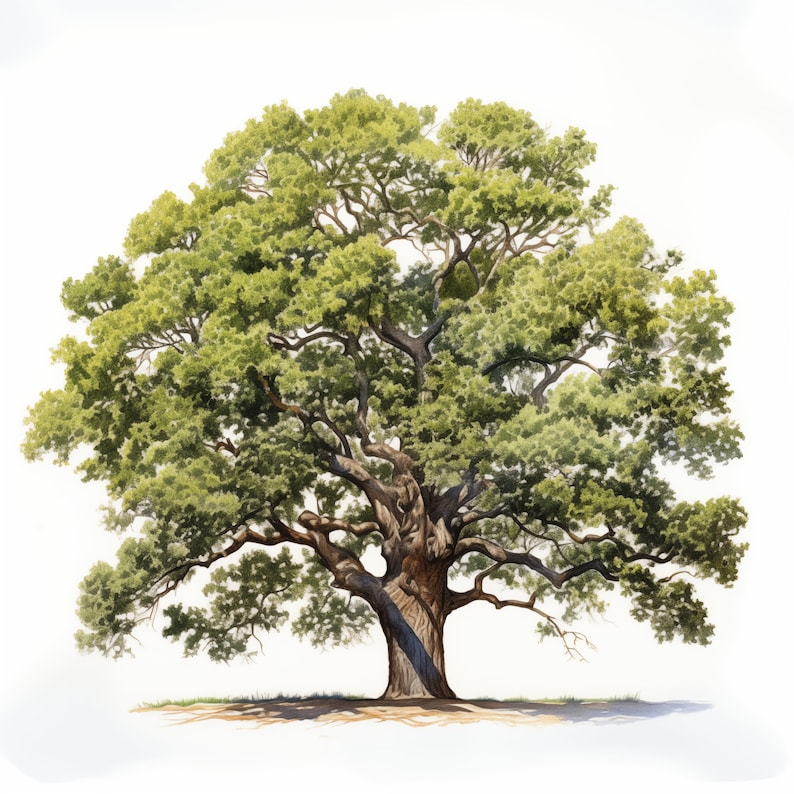 Oak Tree Clipart, Oak Tree Images, 10 Watercolor Clip Art, Printable ...