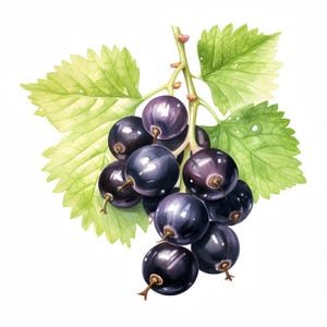 Blackcurrant Clipart, Black Currant Images, 10 Watercolor Clip Art ...