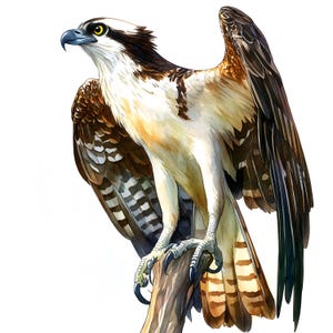 Watercolor Osprey Clipart: Bird of Prey Images (JPG Digital Download ...