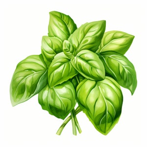 Basil Clipart, Culinary Basil Images, 10 Watercolor Clip Art, Printable ...