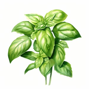 Basil Clipart, Culinary Basil Images, 10 Watercolor Clip Art, Printable ...