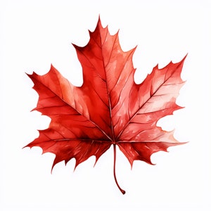 Watercolor Maple Leaf Clipart: Autumn Canadian Leaves (jpgs, Commercial ...