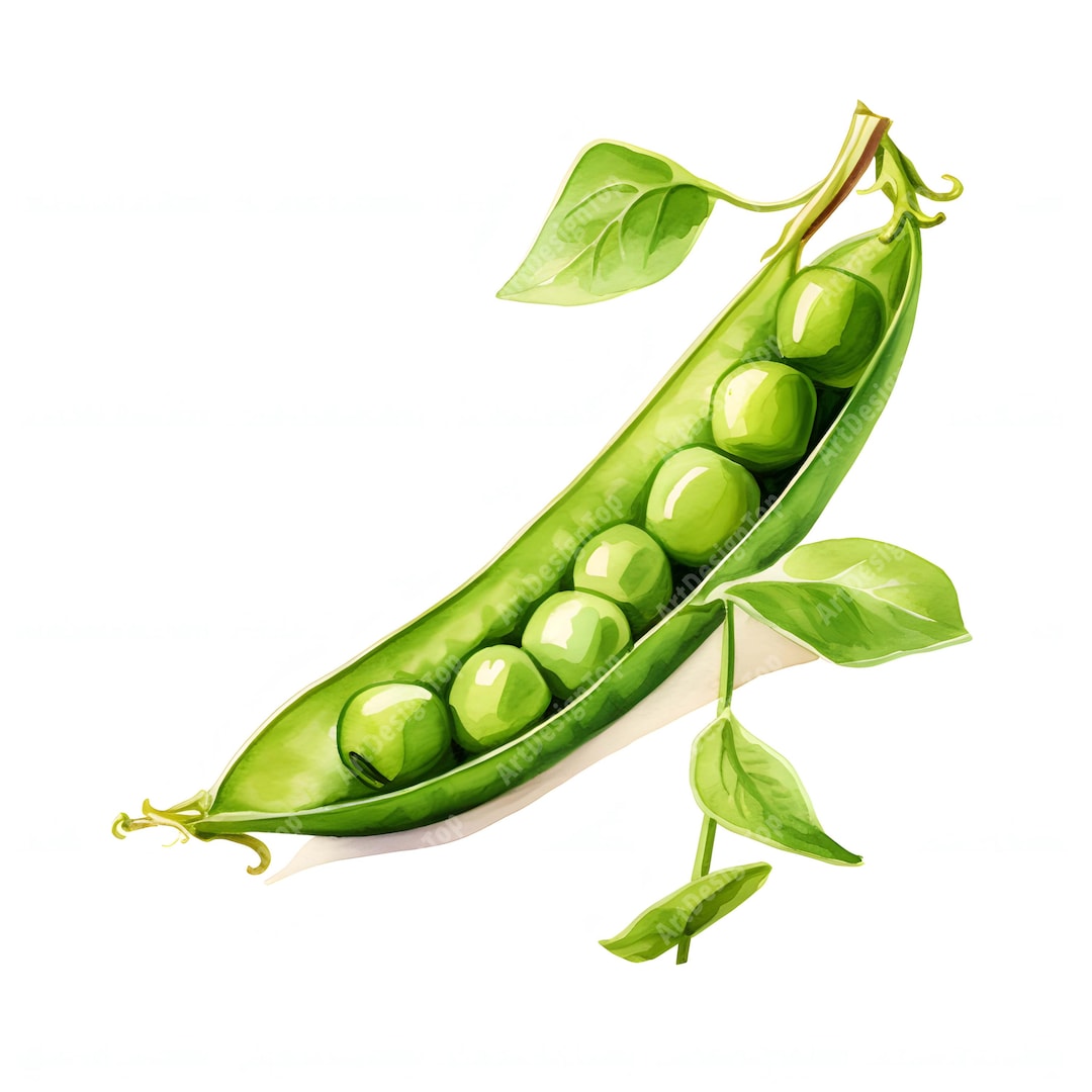 Green Peas Clipart, Farm Vegetable Images, 10 Watercolor Clip Art ...