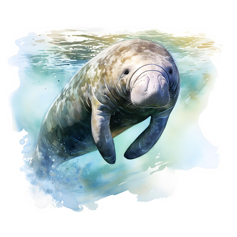 Watercolor Manatee Clipart: Sea Cow JPG Images (commercial Use) - Etsy