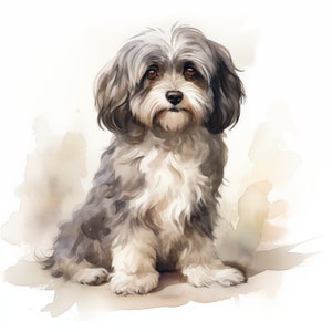 Lowchen Clipart, Little Lion Dog Images, 10 Watercolor Clip Art ...