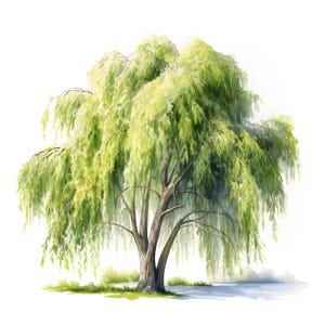 Willow Tree Clipart, Fuzzy Willow Tree Images, 10 Watercolor Clip Art ...