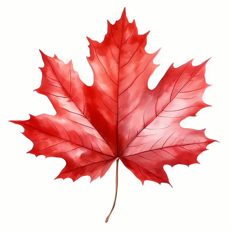 Watercolor Maple Leaf Clipart: Autumn Canadian Leaves (jpgs, Commercial ...